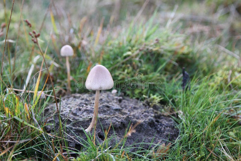 Dung Cap mushroom. stock image. Image of dung, mycology - 18066011