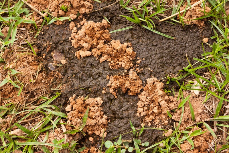 Dung stock photo. Image of cattle, livestock, animal - 35160250