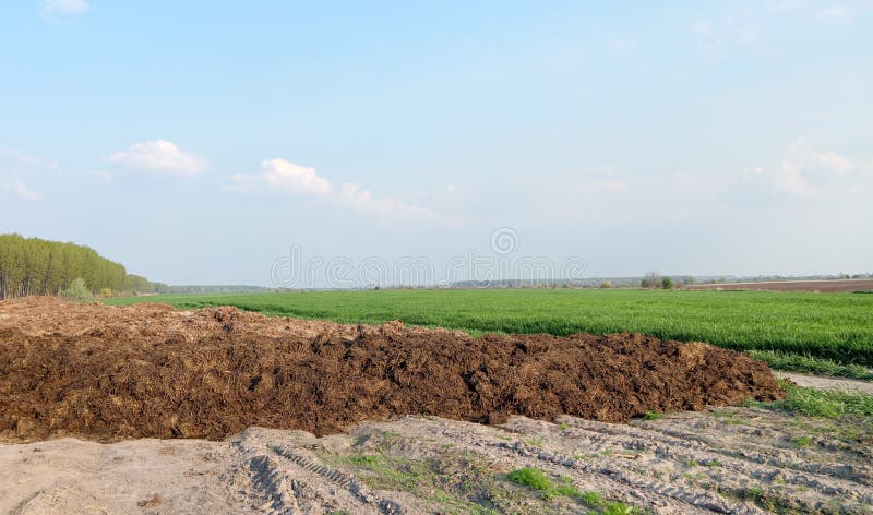 Dung hill stock image. Image of brown, dunghill, grass - 14011783