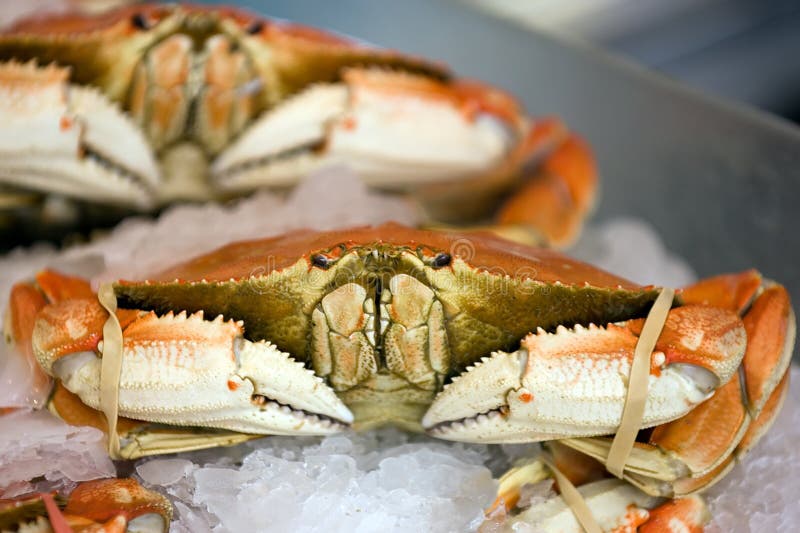 Dungeness crab stock image. Image of coastline, department - 1213433