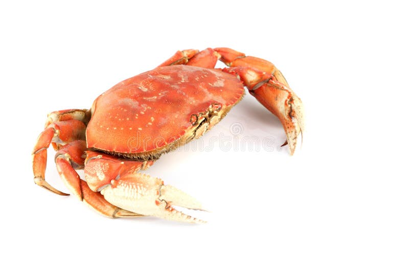 Isolated Whole Dungeness Crab Stock Image - Image of background ...