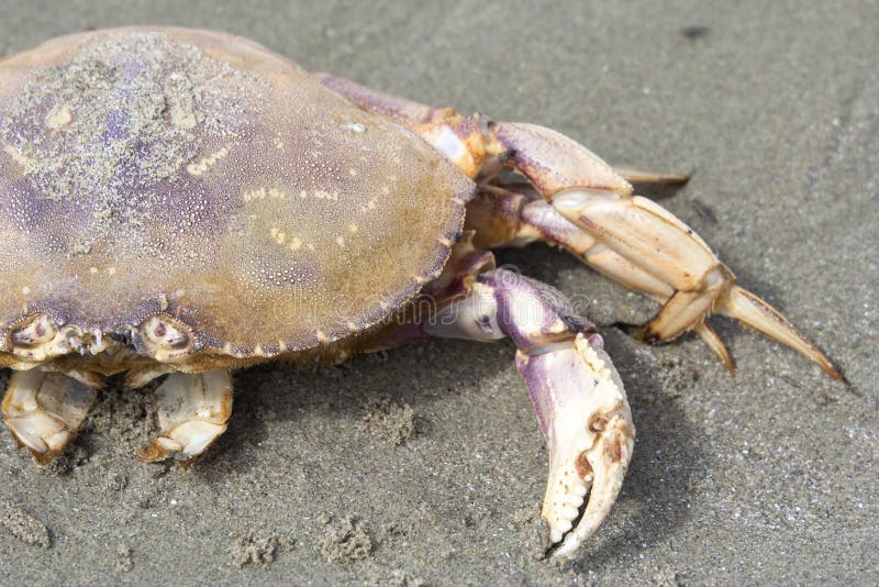 Dungeness Crab on Beach stock image. Image of exoskeleton - 8666633