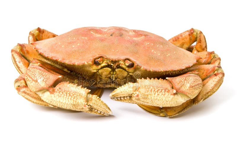 Isolated Whole Dungeness Crab Stock Image - Image of background ...