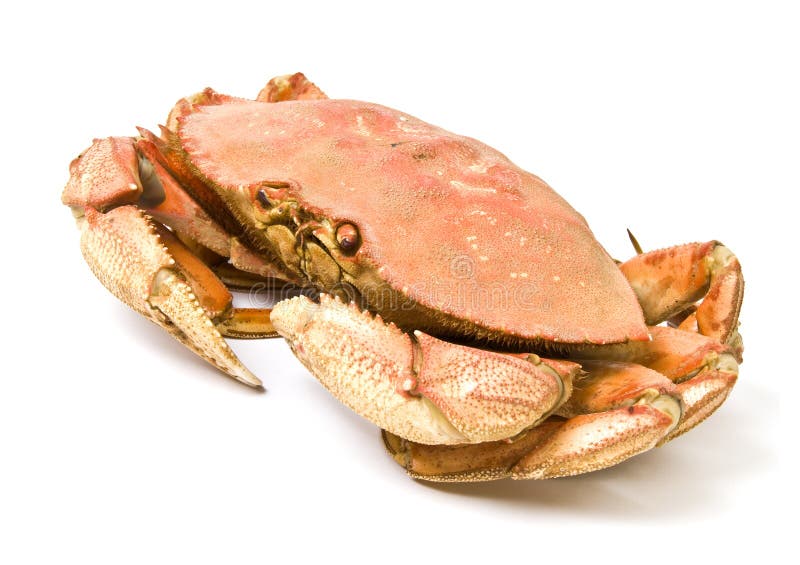 Isolated Whole Dungeness Crab Stock Image - Image of background ...