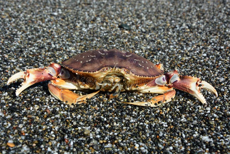 Dungeness Crab stock photo. Image of claw, healthy, crustacean - 36843244