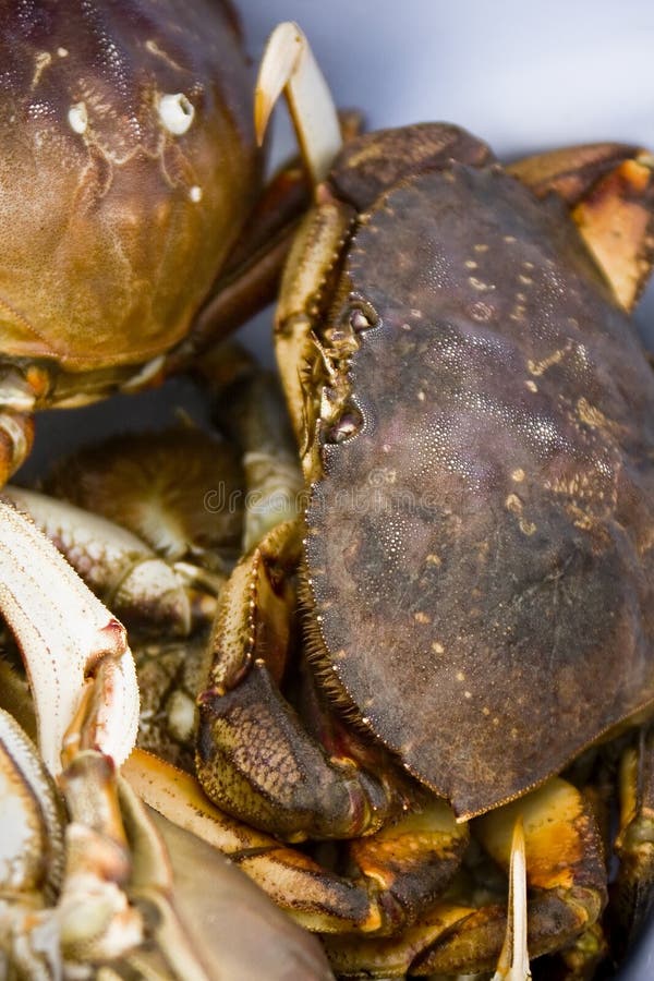 Dungeness Crabs stock image. Image of food, crab, crustaceans - 12864687