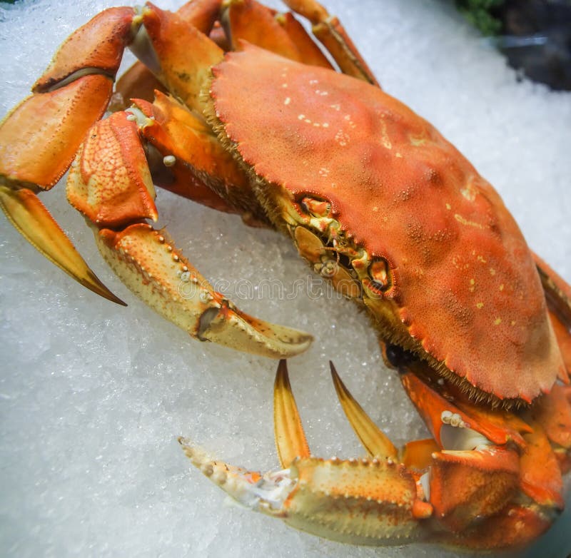 Dungeness krabba arkivfoto. Bild av kokt, natur, stängning - 33404068