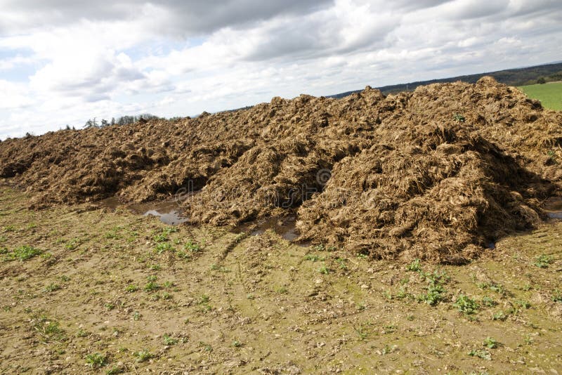 Dunghill image stock. Image du environnement, animal - 70822321