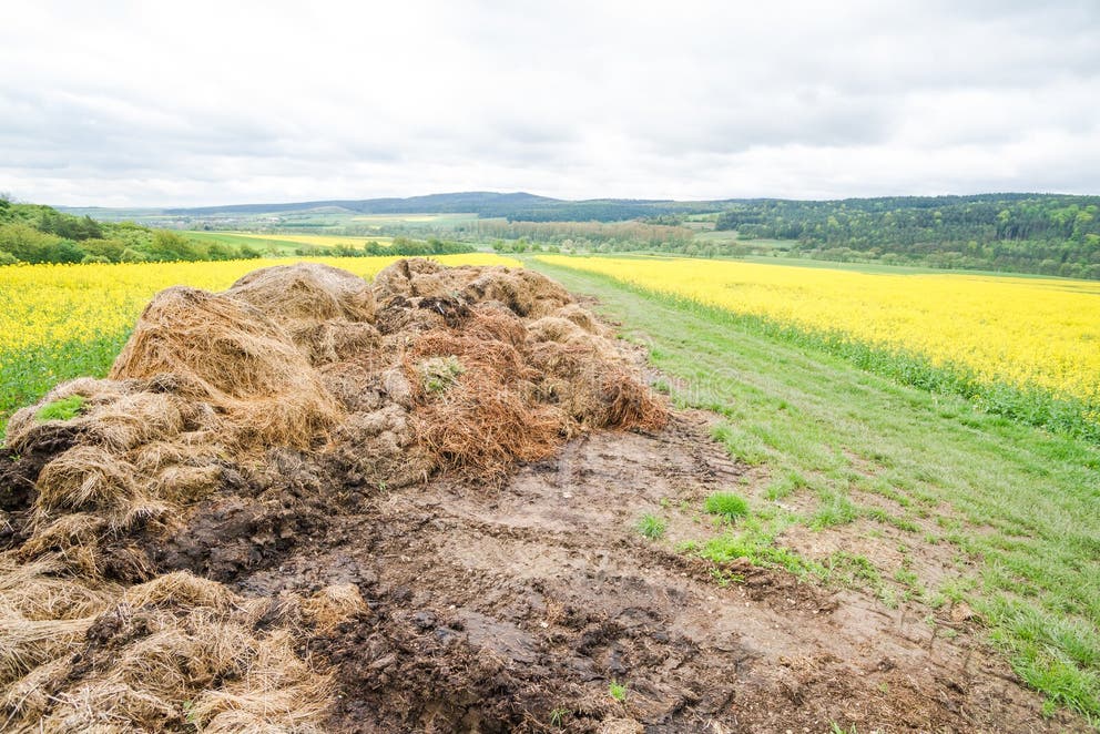 Dunghill Besides a Oilseed Field Stock Image - Image of grain, blossom ...