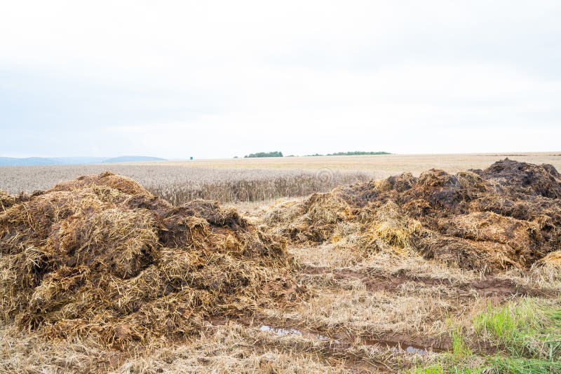 In the dunghill stock photo. Image of wall, stonewall - 208172056