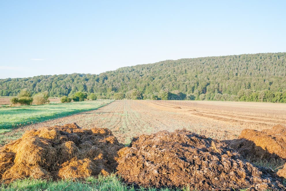 Dunghill Besides a Wheat Field Stock Photo - Image of corn, field: 85700544
