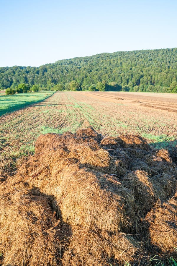 Natural dunghill on a land stock photo. Image of nature - 83587252