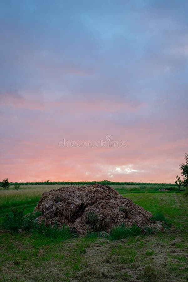 Dunghill in Dawn Vertical Format Stock Image - Image of ecology ...