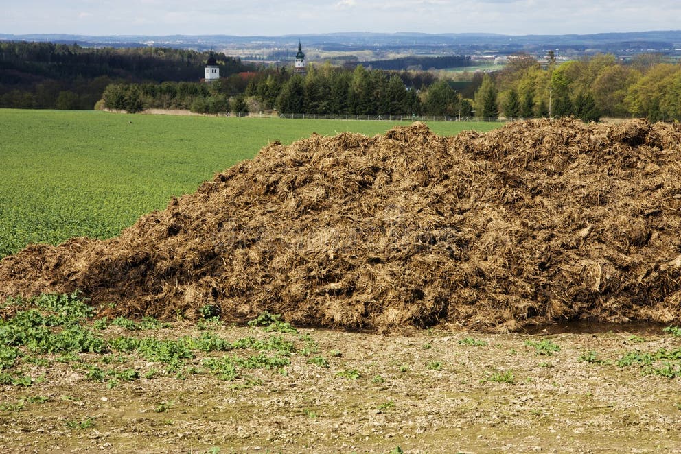 Dunghill stock photo. Image of animal, conservation, breeding - 70821882