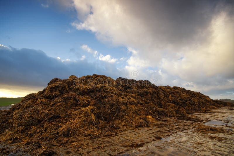 Dunging Plate on Which the Manure. Stock Image - Image of fresh, dung ...