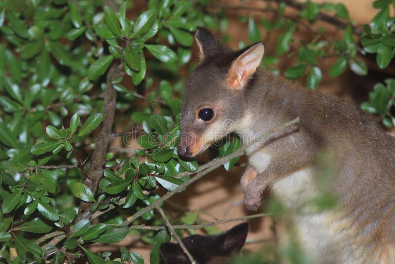 Dunkel Vallaby, Thylogalebrunii, Indonesien, Papua Nya Guinea Arkivfoto ...