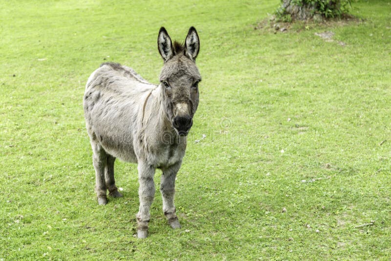 Dunkey portrait in village stock photo. Image of travel - 95021160