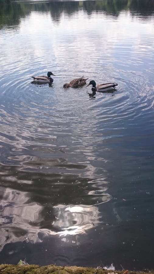 Dunking ducks stock photo. Image of dunking, ripples - 99397628