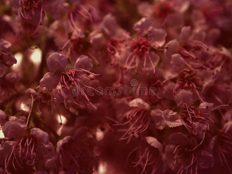 Dunkle Blumen-Blumenblatt-Beschaffenheit Stockfoto - Bild von ...