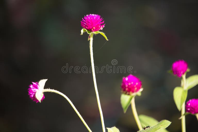 Dunkle Rosa Blume Oder Gomphrena Globosa Blume Stockfoto - Bild von ...
