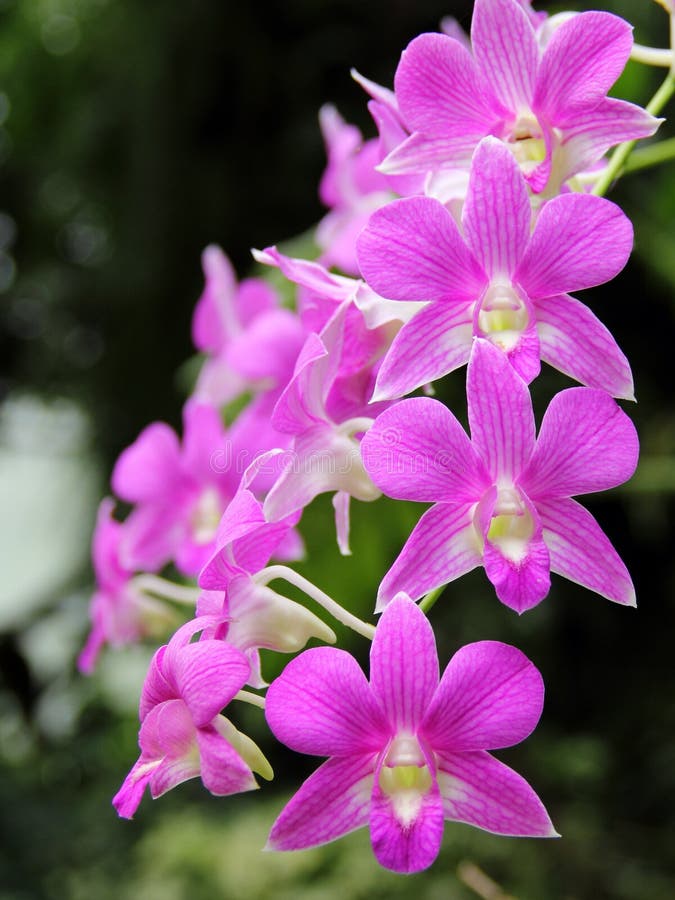 Dunkle Rosa Dendrobium Phalaenopsis-Hybridorchidee Stockbild - Bild von ...