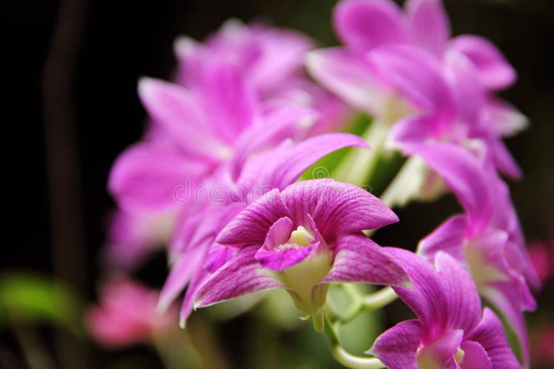 Dunkle Rosa Dendrobium Phalaenopsis-Hybridorchidee Stockbild - Bild von ...