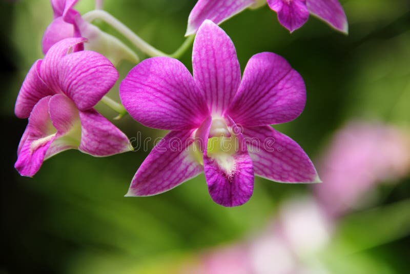 Dunkle Rosa Dendrobium Phalaenopsis-Hybridorchidee Stockfoto - Bild von ...