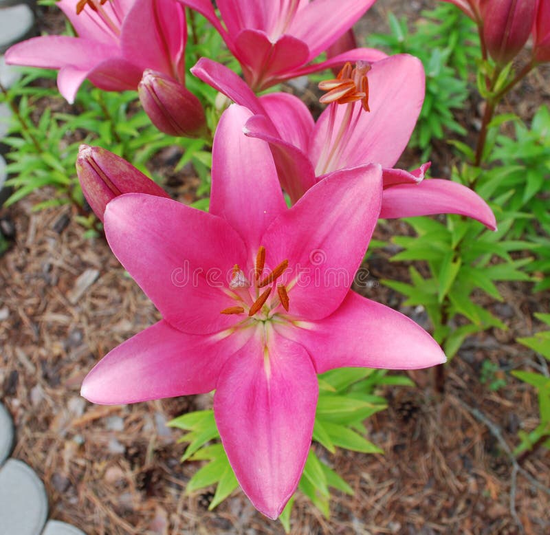 Dunkle Rosa Lilie Im Blumenbeet Stockfoto - Bild von schönheit ...