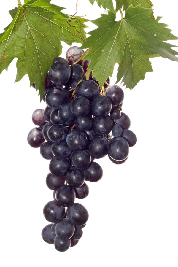 Weinbergtraube stockfoto. Bild von wein, weinberg, organisch - 3020158