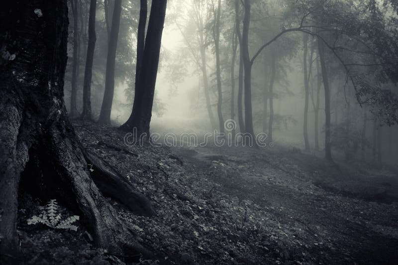 Dunkler Geheimnisvoller Wald Mit Nebel Stockbild - Bild von nacht ...