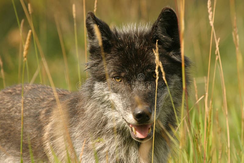 Dunkler grauer Wolf stockfoto. Bild von wolf, wildnis - 2119100