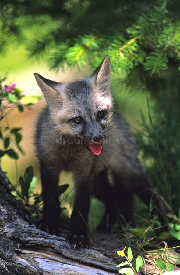 Dunkler Phaseroter Fox-Welpe Stockfoto - Bild von höhle, füchse: 9546068