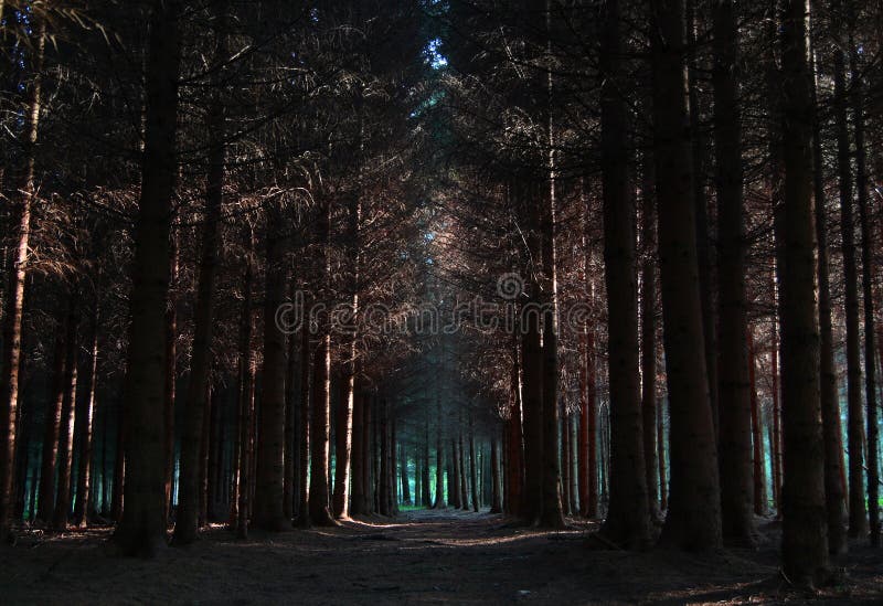 Dunkler Wald stockfoto. Bild von verzaubert, betriebe - 20854384