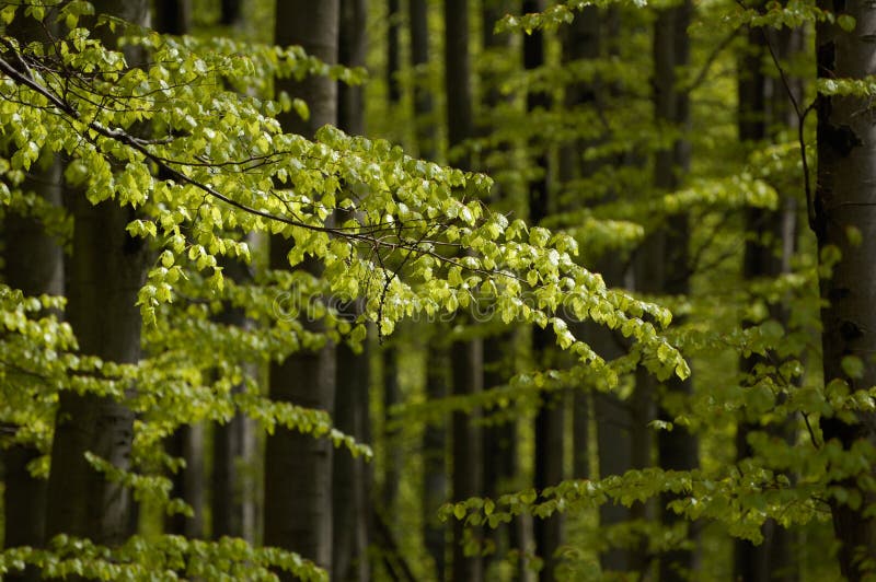 Dunkler Wald stockfoto. Bild von dicht, bäume, ruhe, dunkel - 5608828