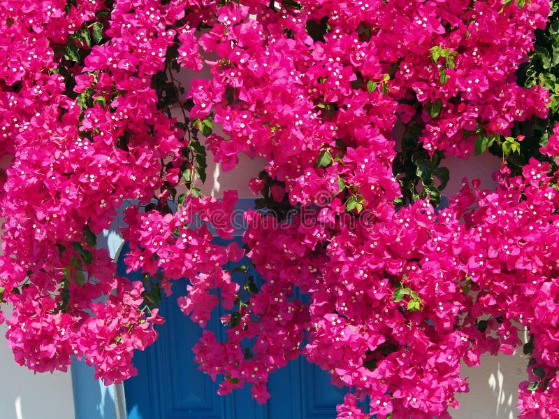 Dunkles rosa Bouganvillea stockfoto. Bild von sankt, kaskade - 32655288