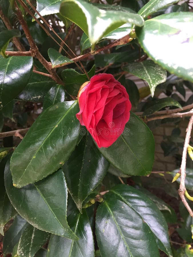 Dunkles Rosa Camellia Flower Mit Einer Gelben Motte Stockfoto - Bild ...