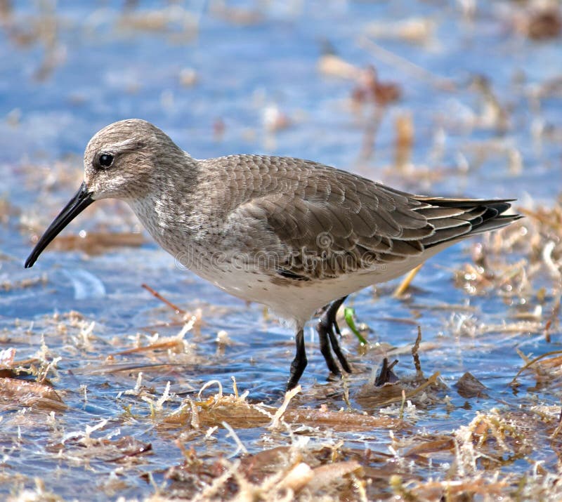 Dunlin stock photo. Image of dunlin, view, hunting, wetlands - 22498854