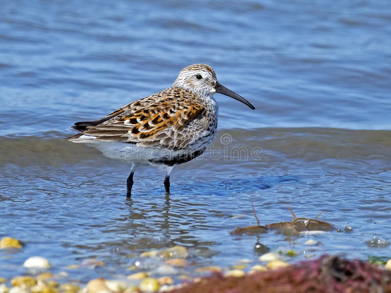 A Dunlin is Walking on the Beach. Also Known As a Red-backed Sandpiper ...