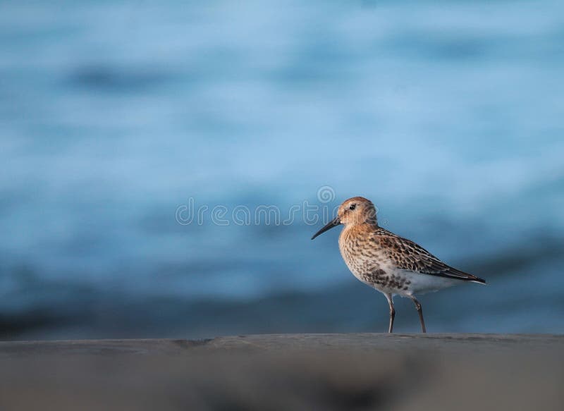A Bird Standing on Its Back with Its Head Sticking Out of the Hollow of ...