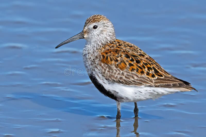 A Dunlin in Breeding Colors Standing in Marsh Stock Image - Image of ...