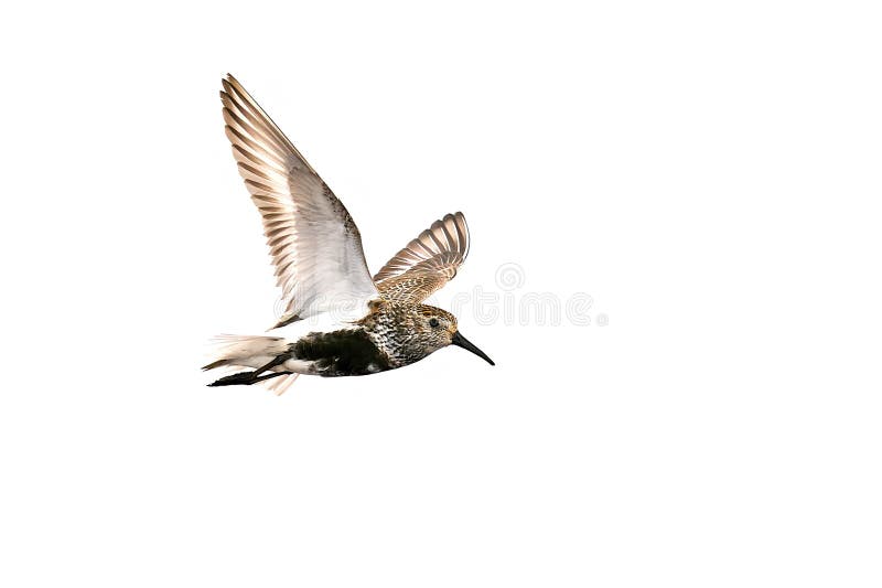 Dunlin Calidris alpina stock photo. Image of europe - 191013948