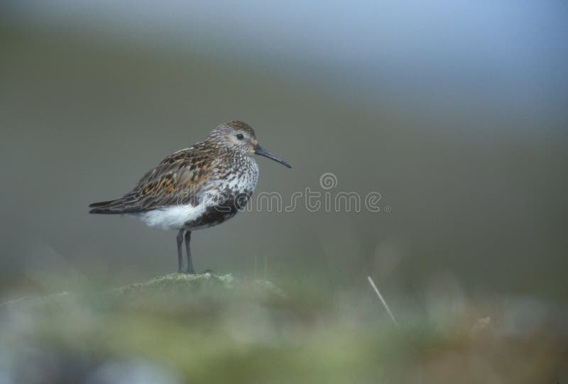 Dunlin, Calidris alpina stock image. Image of animal - 36145447