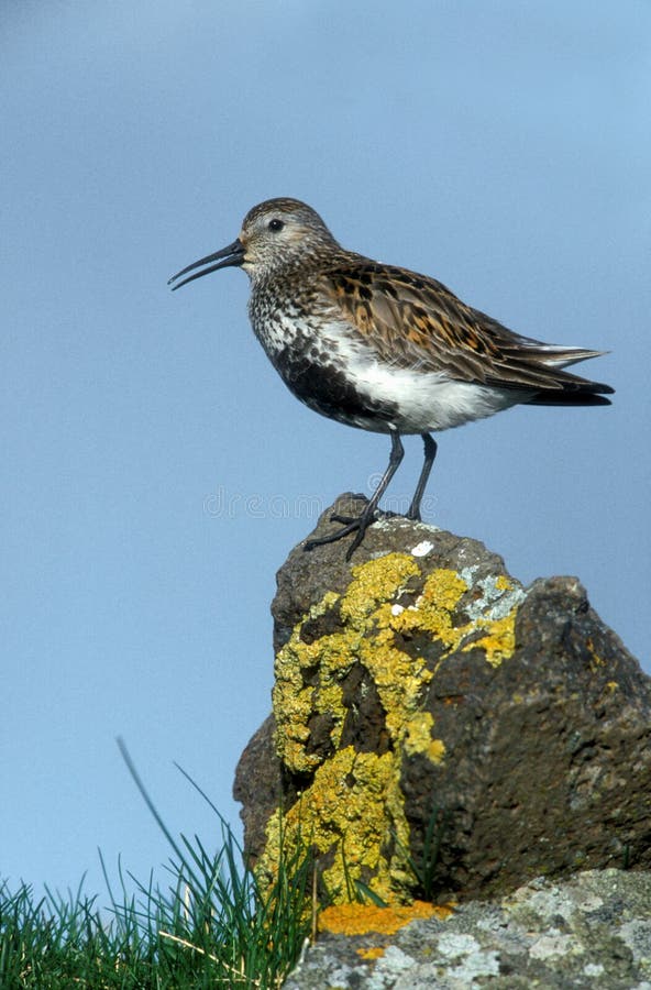 Dunlin, Calidris alpina stock photo. Image of coast, wildlife - 36145480