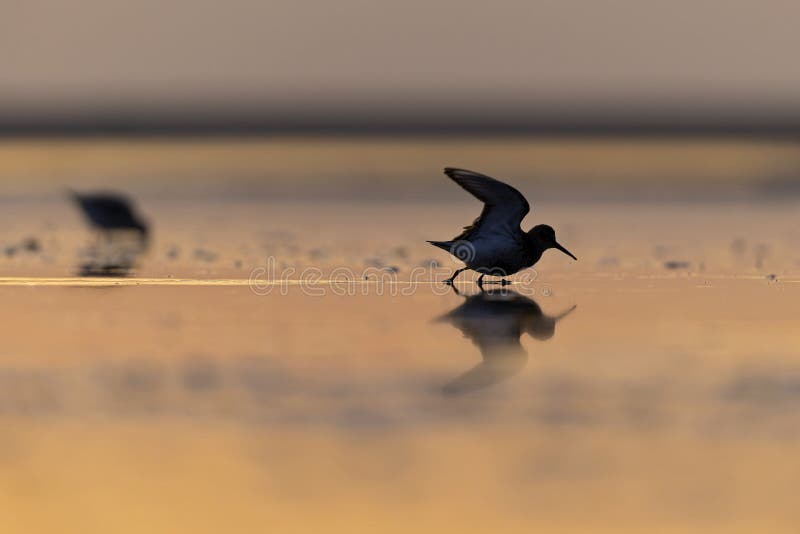 A Dunlin in Flight during Fall Migration on the Beach. Stock Photo ...