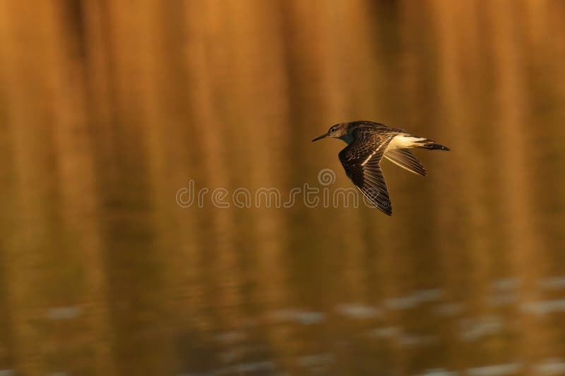 Dunlin during Flight Over Water Stock Photo - Image of beak, park ...