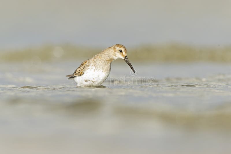 Dunlin Foraging during Fall Migration on the Beach. Stock Photo - Image ...