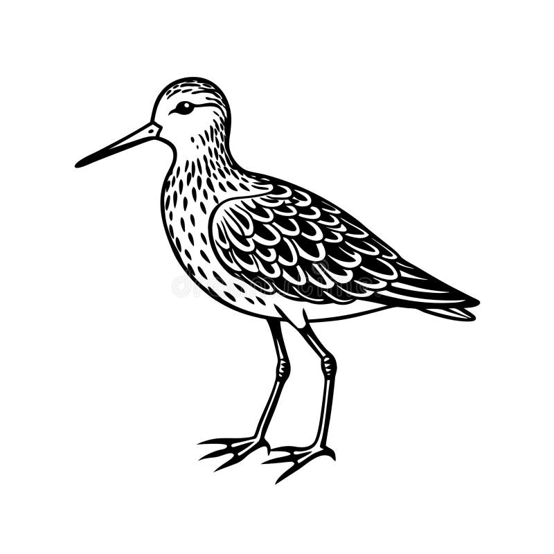 Dunlin Fun Linocut Arts Page for Kids Stock Image - Illustration of ...