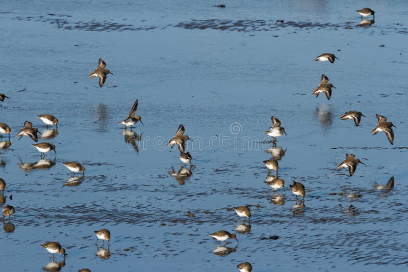 Dunlin stock photo. Image of group, wildlife, bird, flying - 38876144