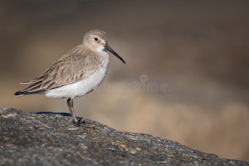 Dunlin Perched on Rock stock photo. Image of south, shorebirds - 170235370