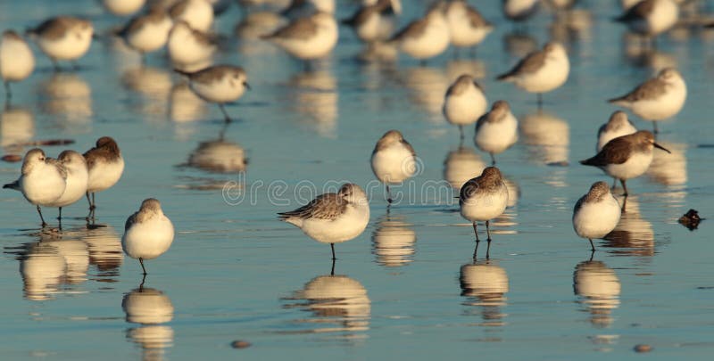 Dunlin/Sandling. stockfoto. Bild von feder, nave, wildnis - 36474812